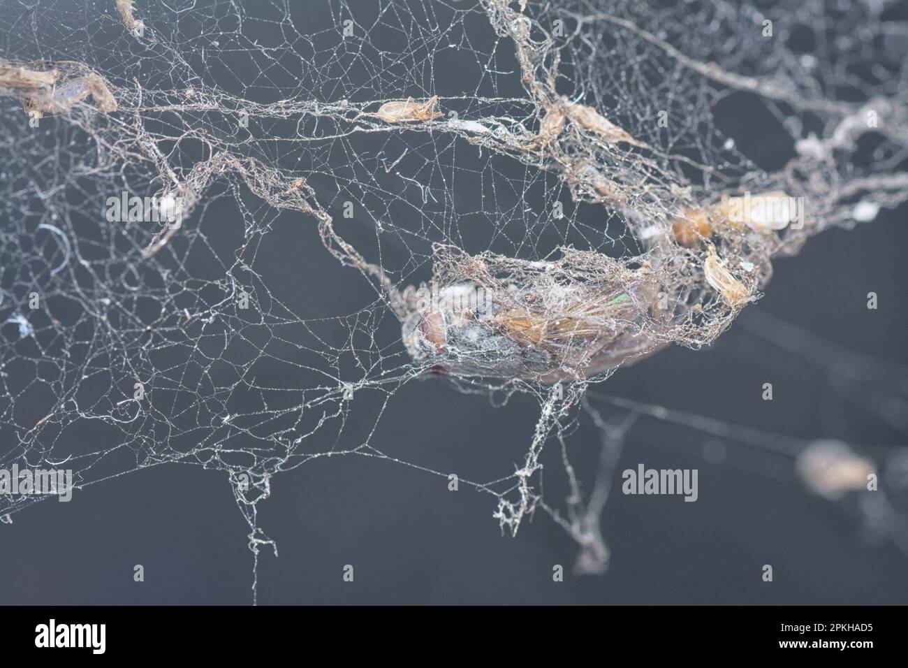 la mouche du clusterfly morte est prise dans la toile de l'araignée ...