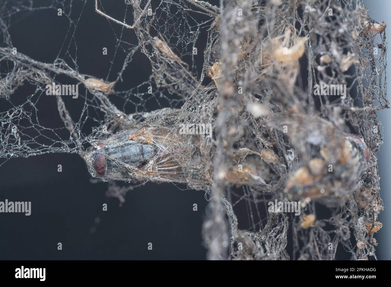 la mouche du clusterfly morte est prise dans la toile de l'araignée ...