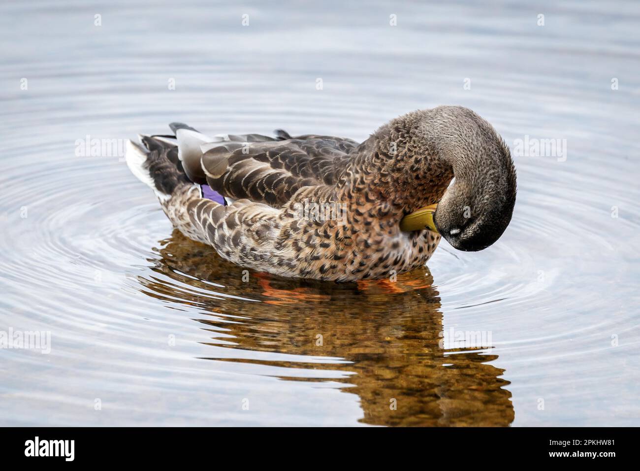Femelle bec noir Banque de photographies et d’images à haute résolution ...