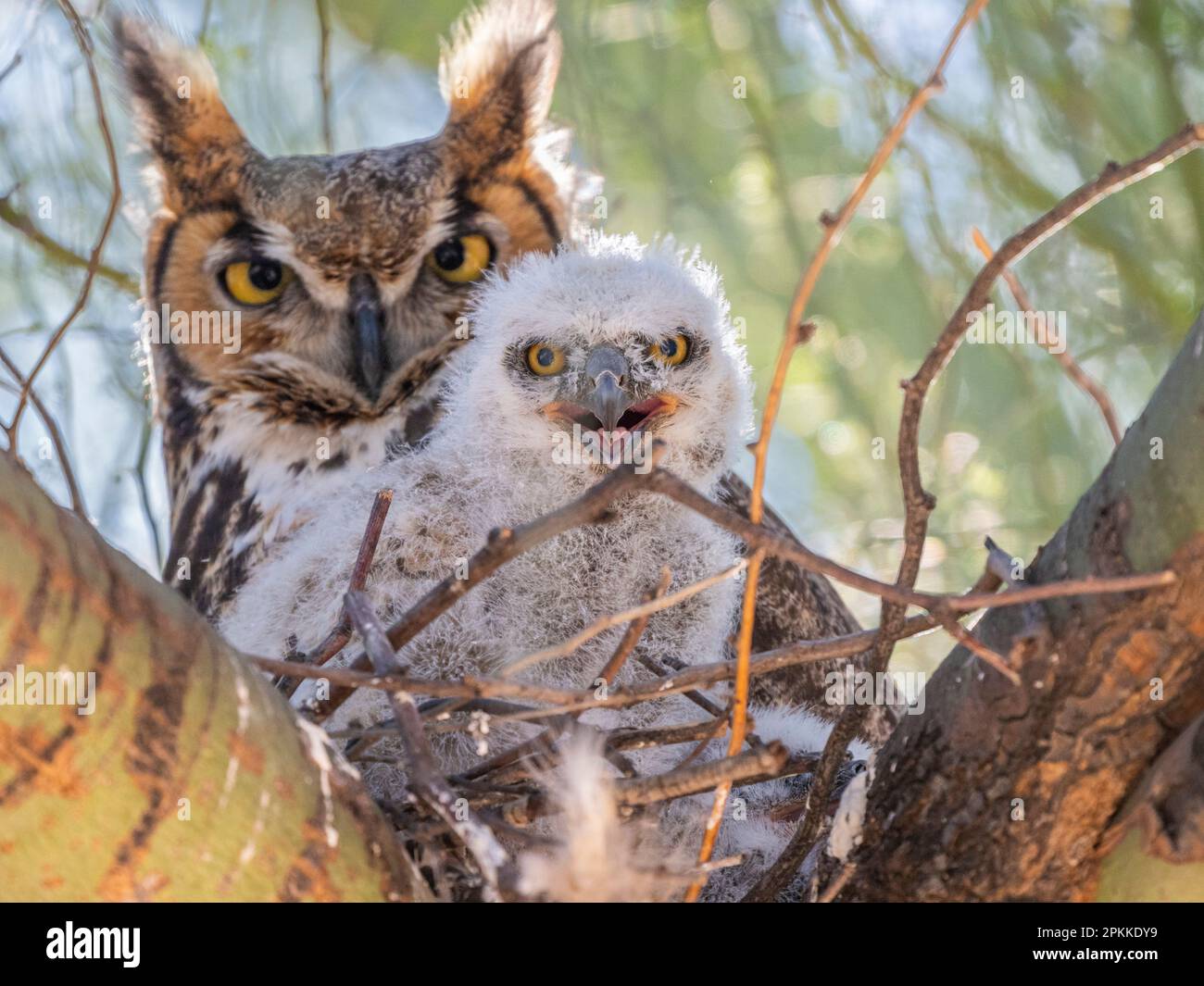 Adulte et poussin au nid Banque de photographies et d’images à haute ...