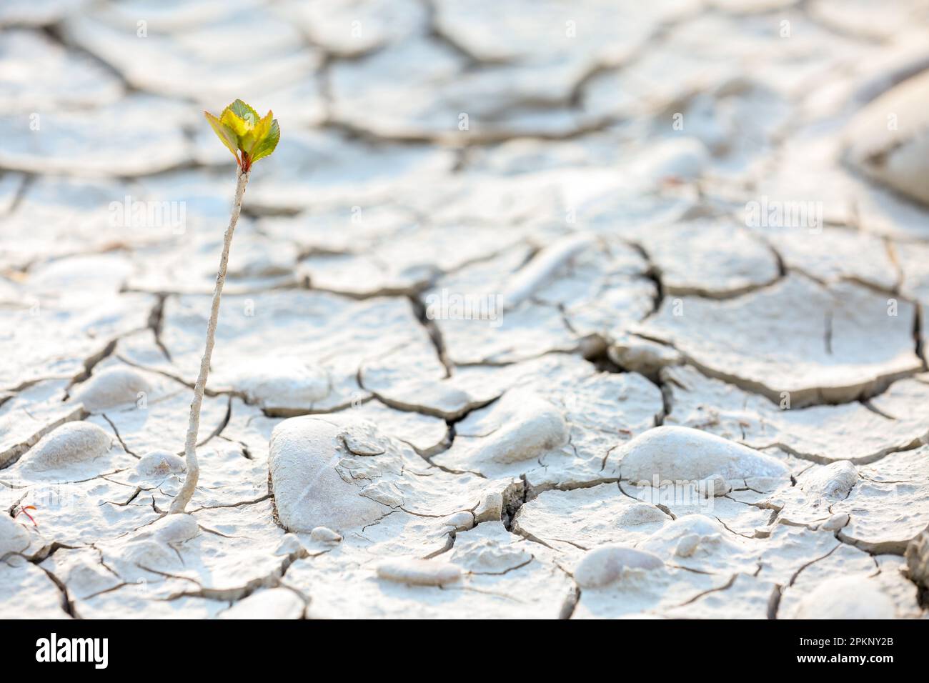 Texture, arrière-plan de la terre fissurée sèche. Des fissures ...