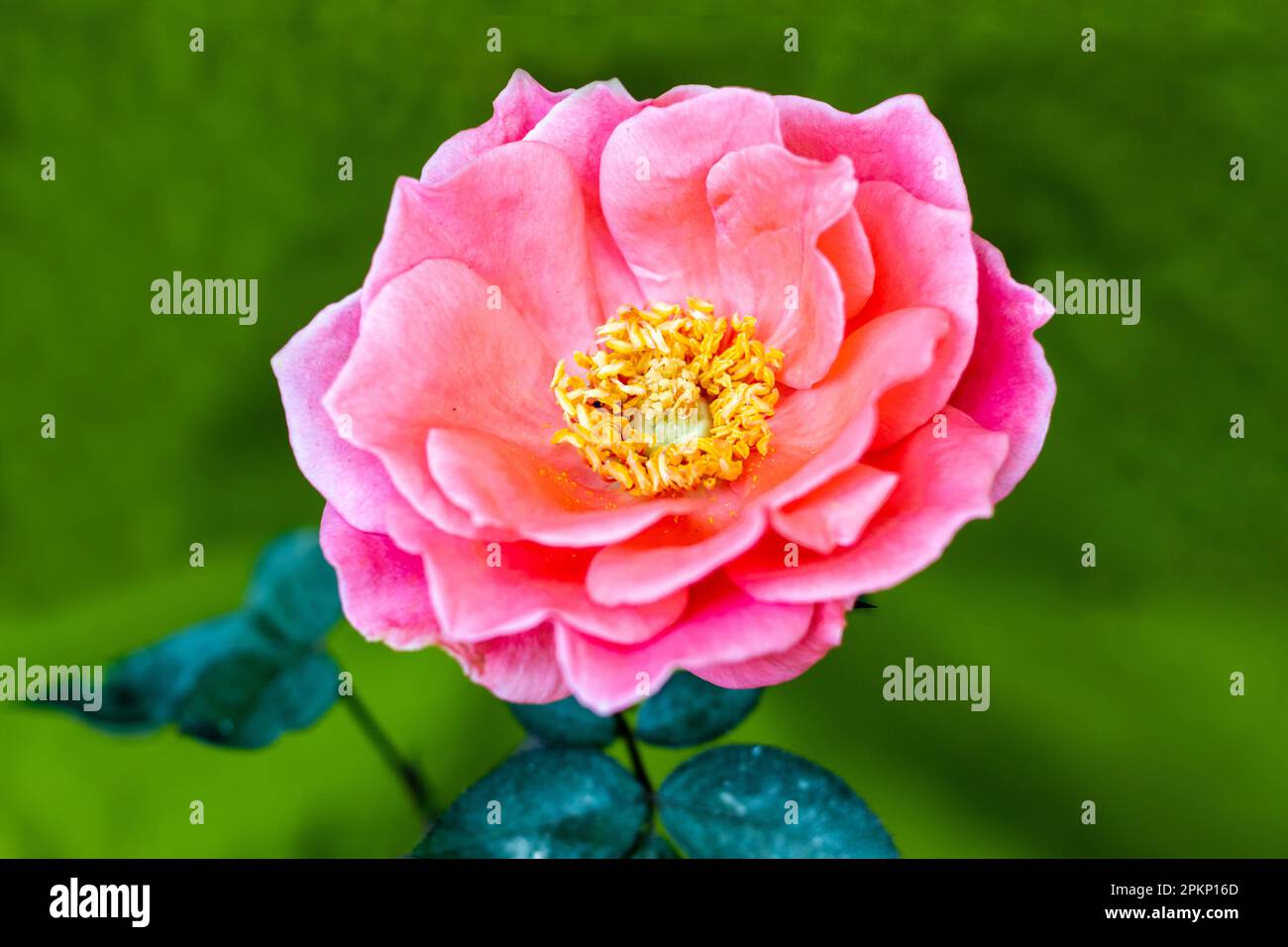 Une rose est soit une plante boisée vivace à fleurs du genre Rosa de la ...