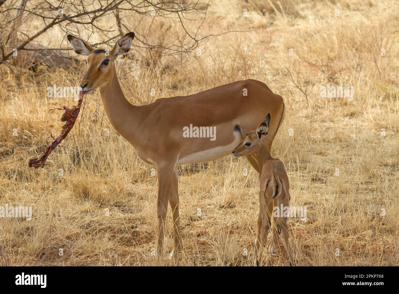 Impala, antilope à talon noir, impalas (Aepyceros melampus), antilopes ...
