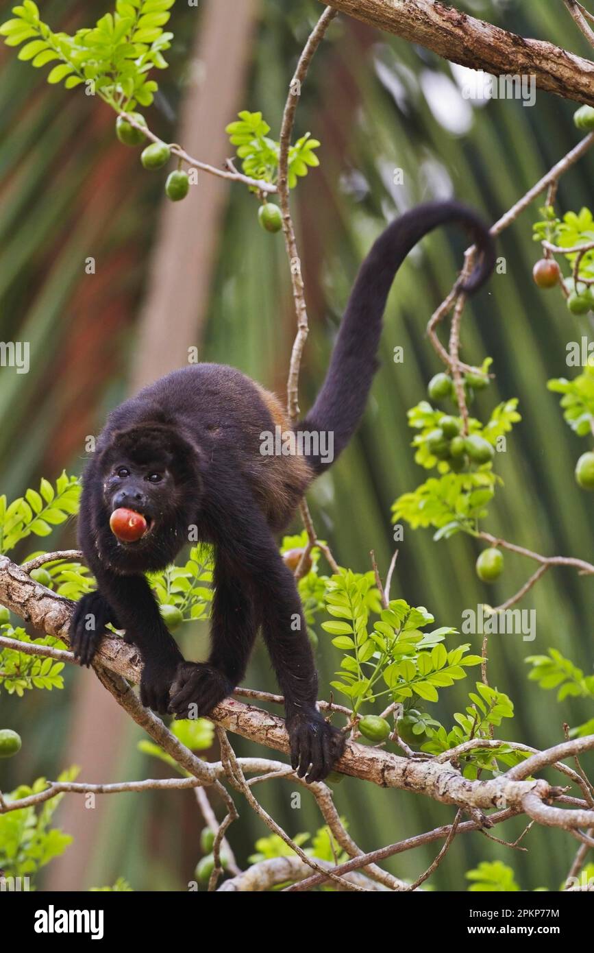 Alouatta palliata fruit Banque de photographies et d’images à haute ...