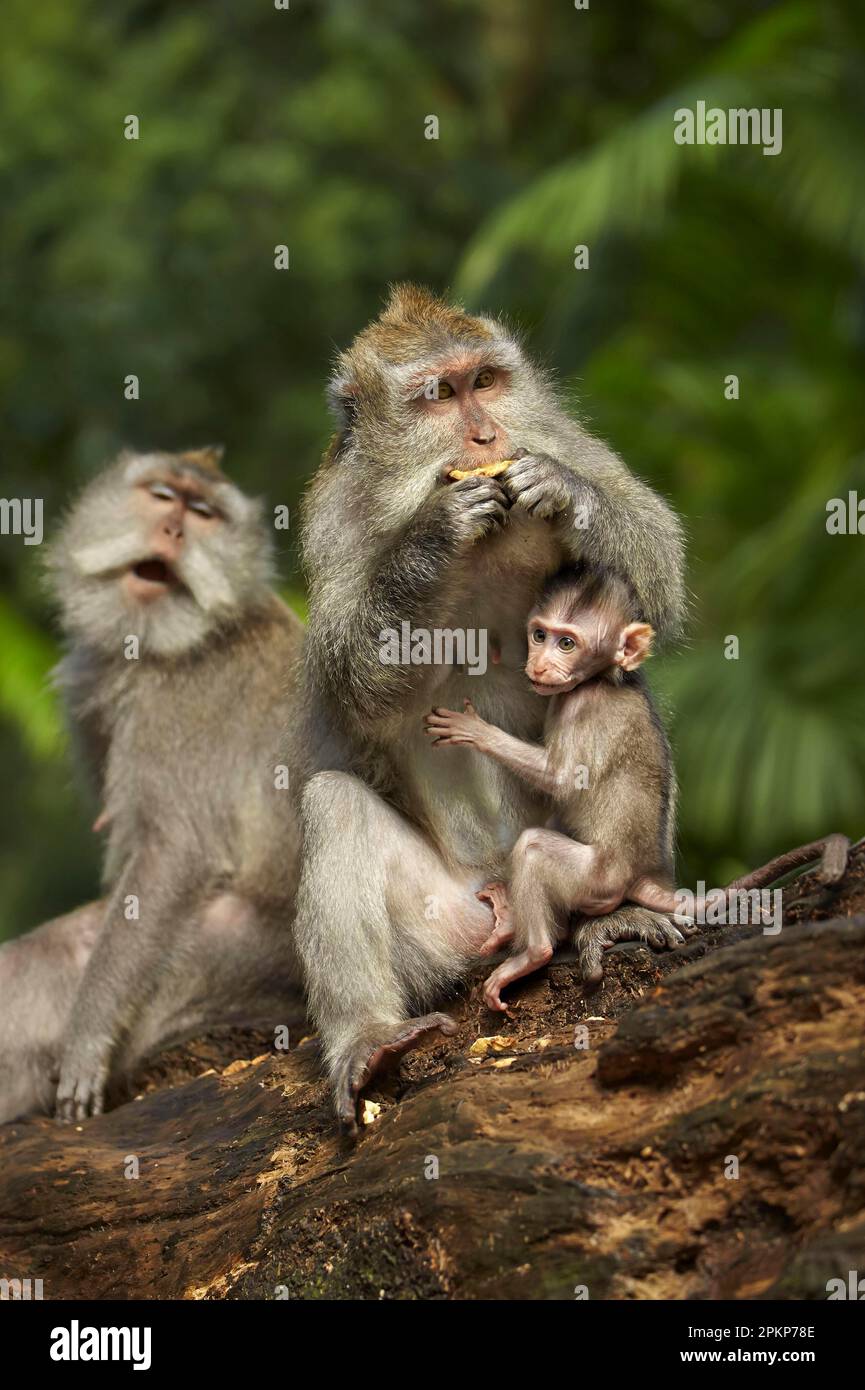 Macaques mangeant du crabe (Macaca fascicularis), singes javanais, macaque à queue longue ...