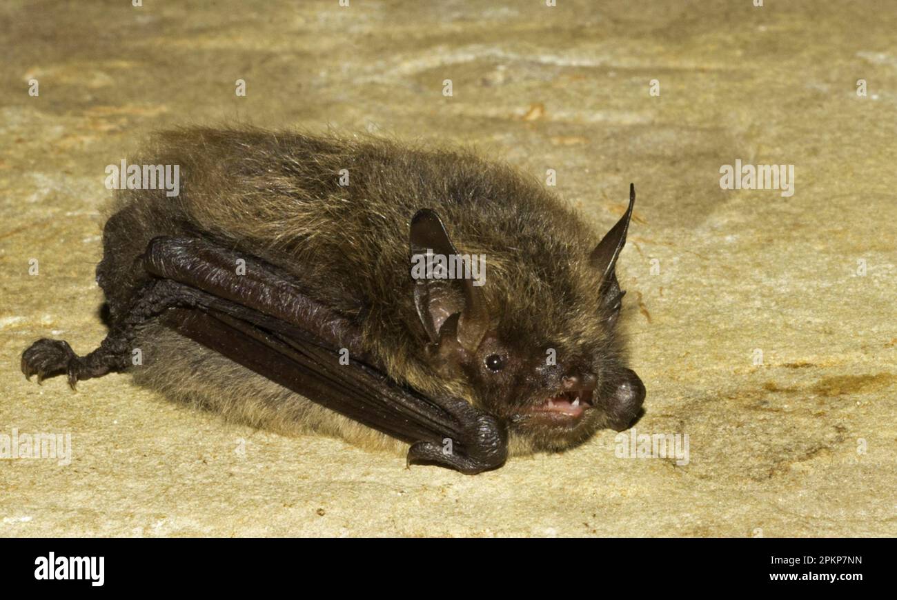 Myotis brandti, chauve-souris de brandt (Myotis brandtii), chauves ...