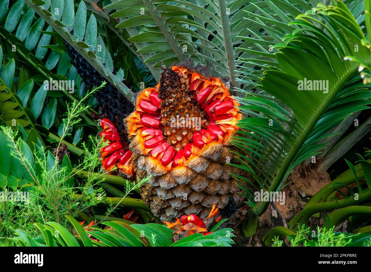 Cycas fruit Banque de photographies et d’images à haute résolution - Alamy