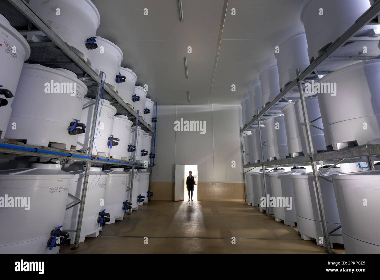 Une des chambres de stockage d'huile d'olive de l'usine d'huile d'olive ...