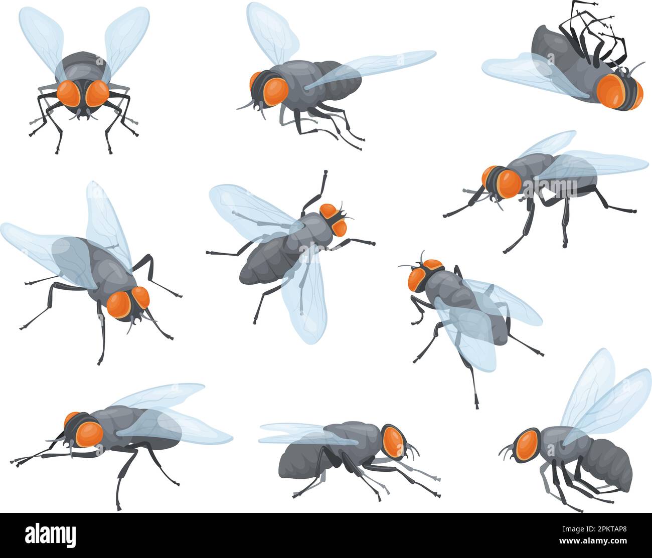 Houseflies. Mouches de maison, insectes de mouche domestique, mouche de ...