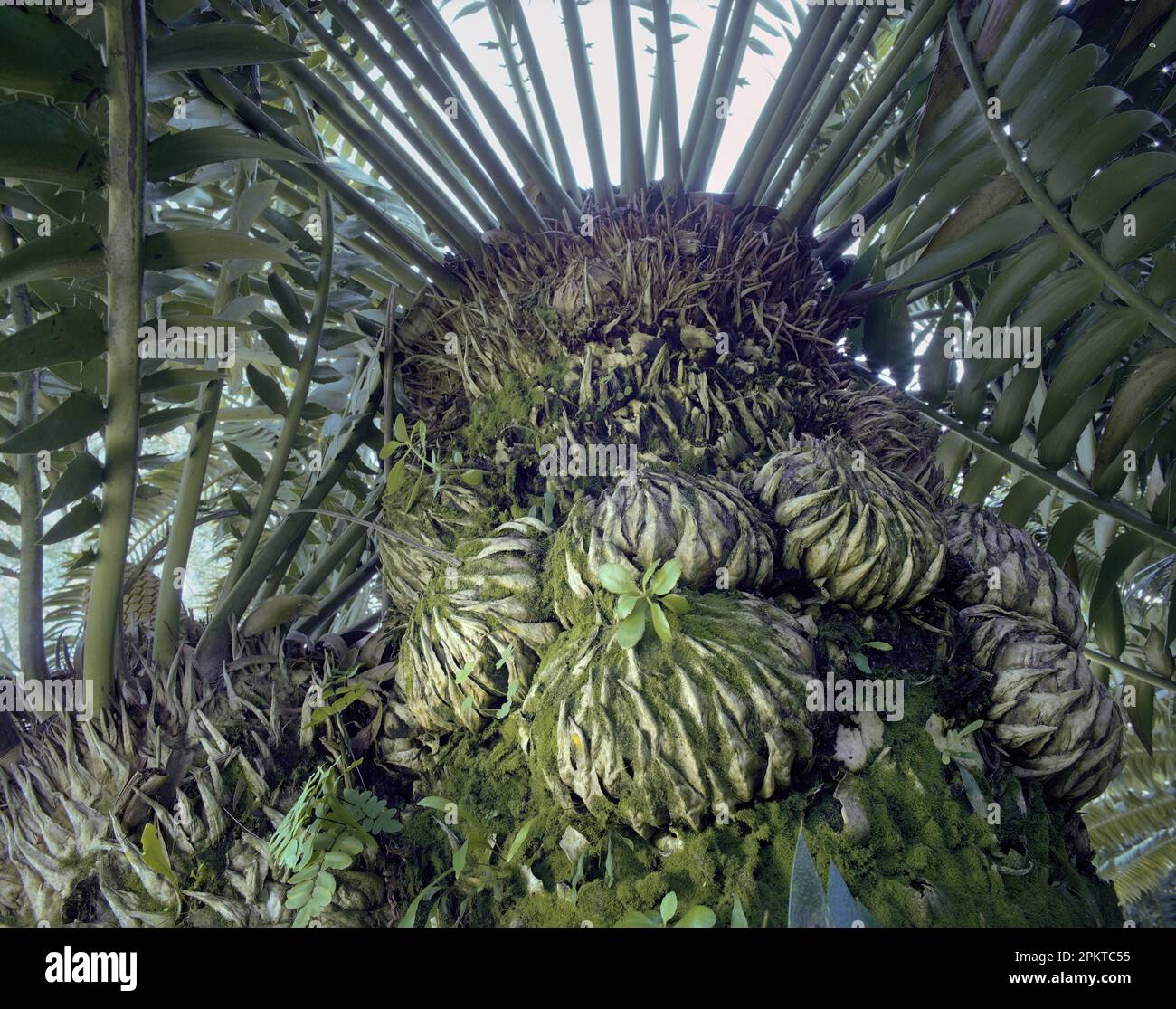 Modjadji cycad reserve Banque de photographies et d’images à haute ...