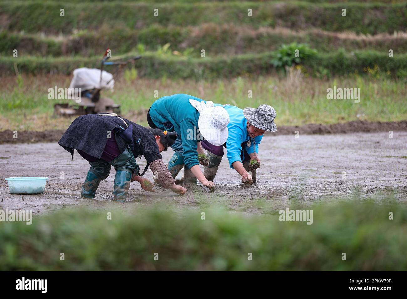 Rizière sur une rizière en chine Banque de photographies et d’images à ...