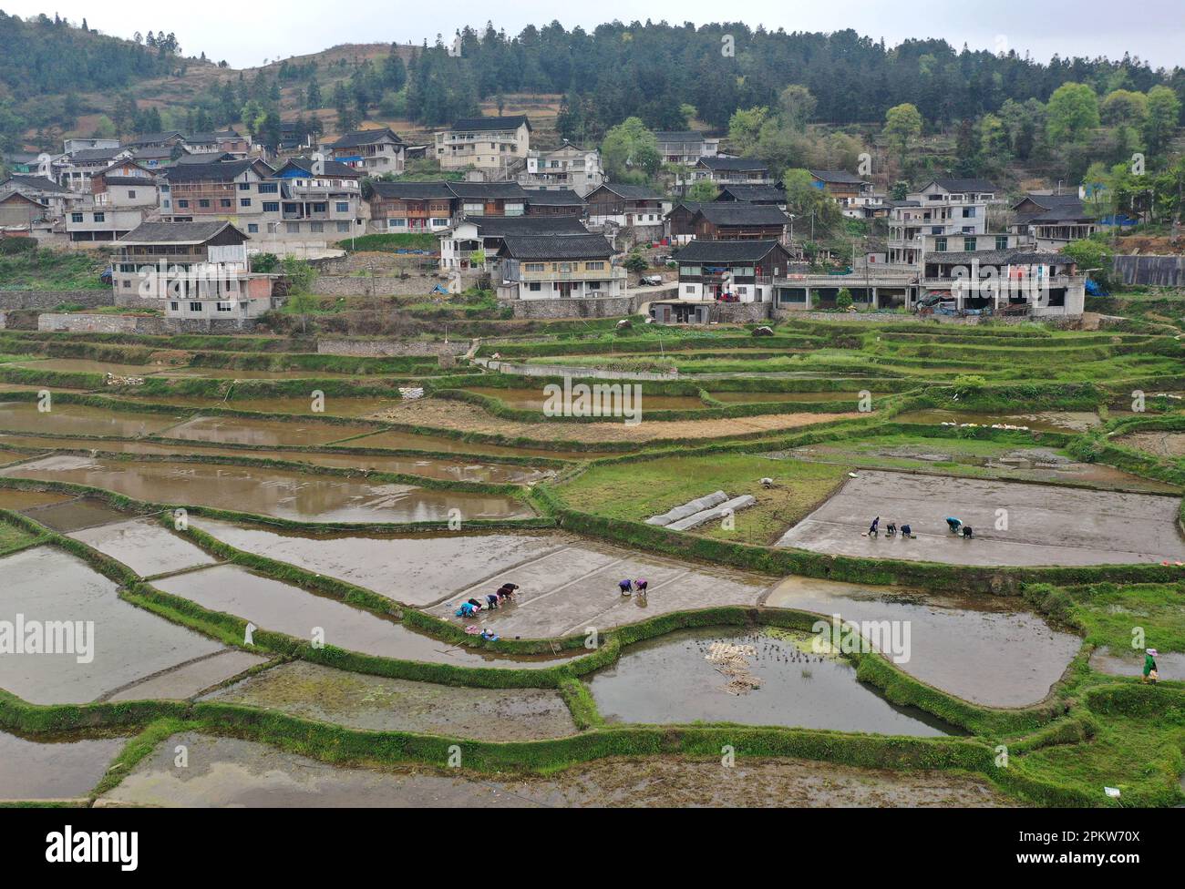 Rizière sur une rizière en chine Banque de photographies et d’images à ...