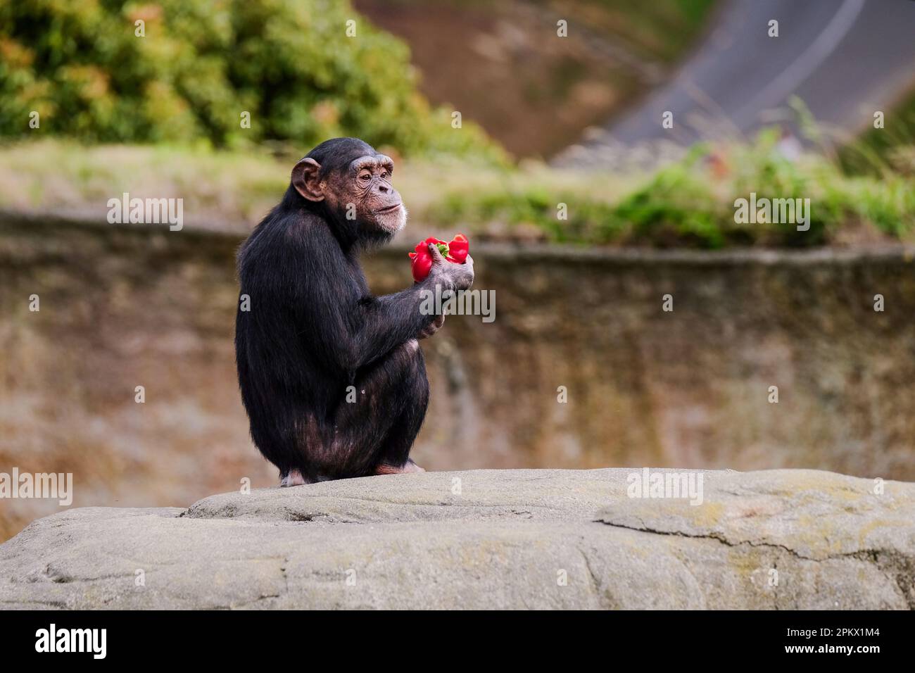 Chimpanzé assis en train de manger un poivron rouge dans son enceinte ...