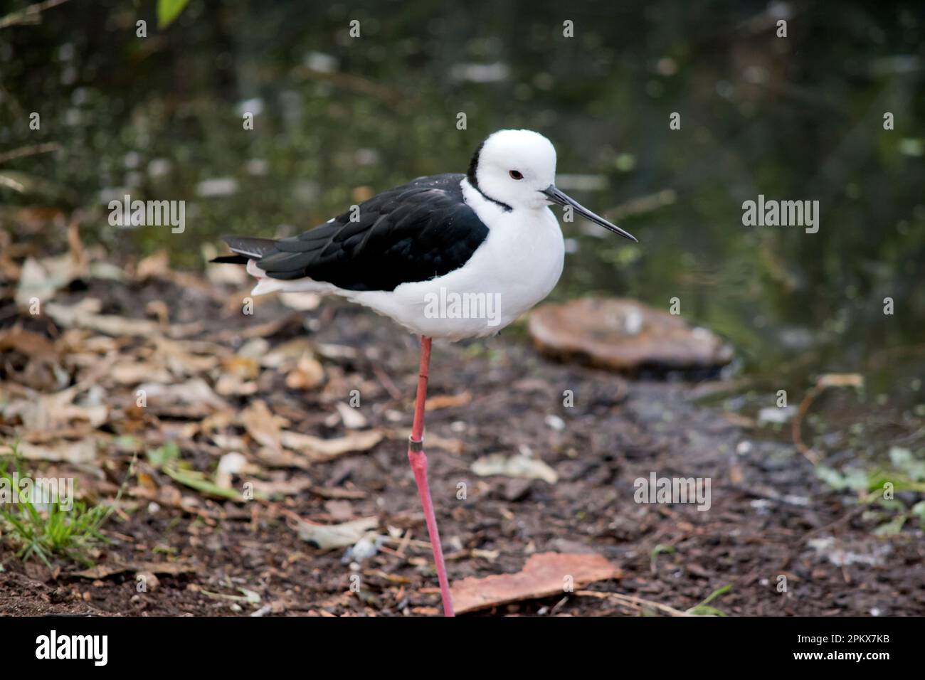 le stilt à ailes noires est un oiseau de mer noir et blanc aux pattes ...