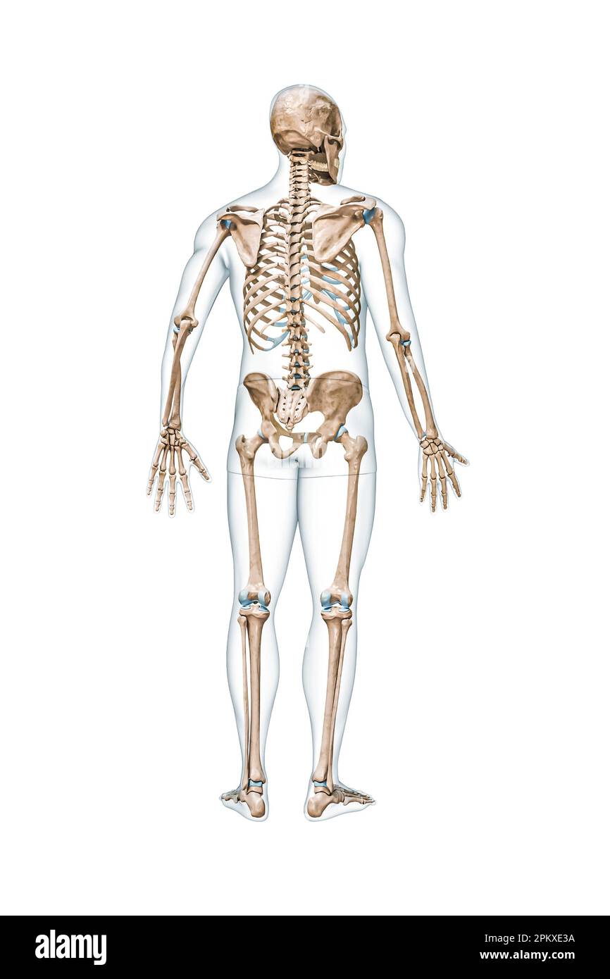 Vue arrière d'un squelette humain complet précis avec corps masculin 3D ...