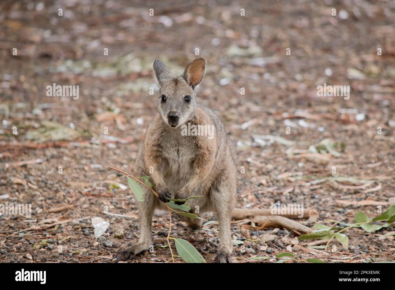 le wallaby de la grammaire a des parties supérieures grisâtres sombres ...