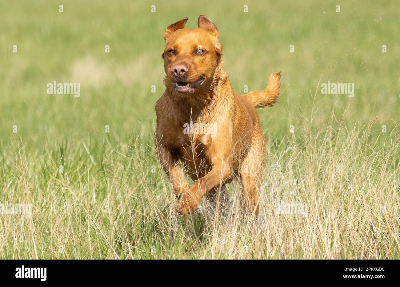 Renard roux labrador Banque de photographies et d’images à haute ...