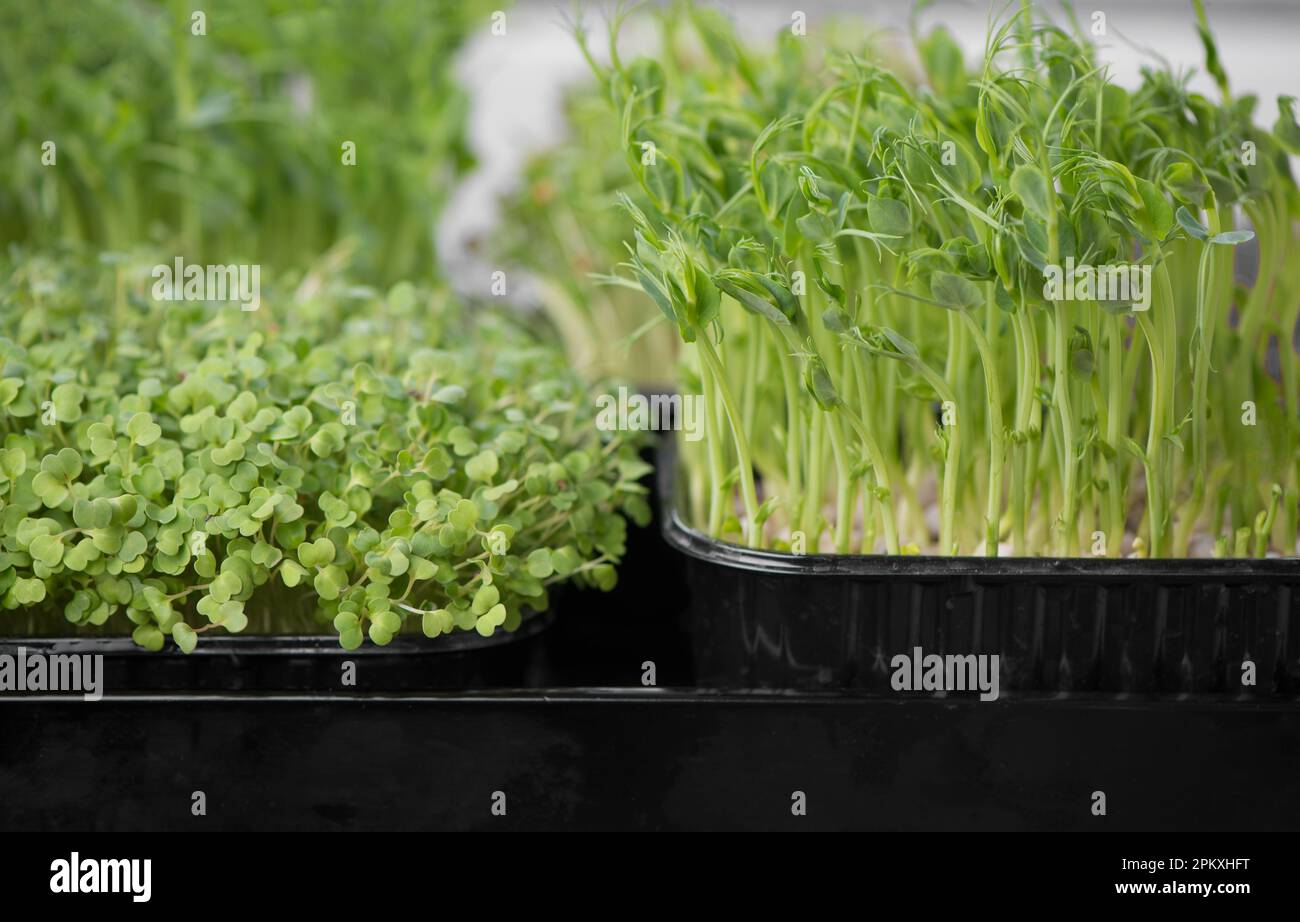 Le concept d'une alimentation saine, la croissance des microverts ...