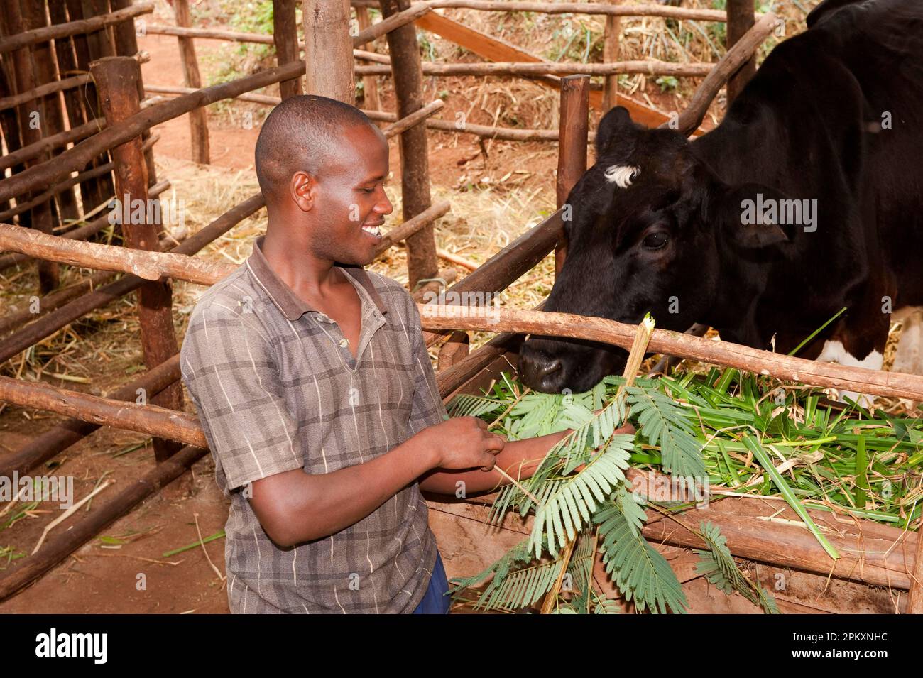 L'agriculteur nourrit la vache laitière de feuilles d'arbre fourragères ...