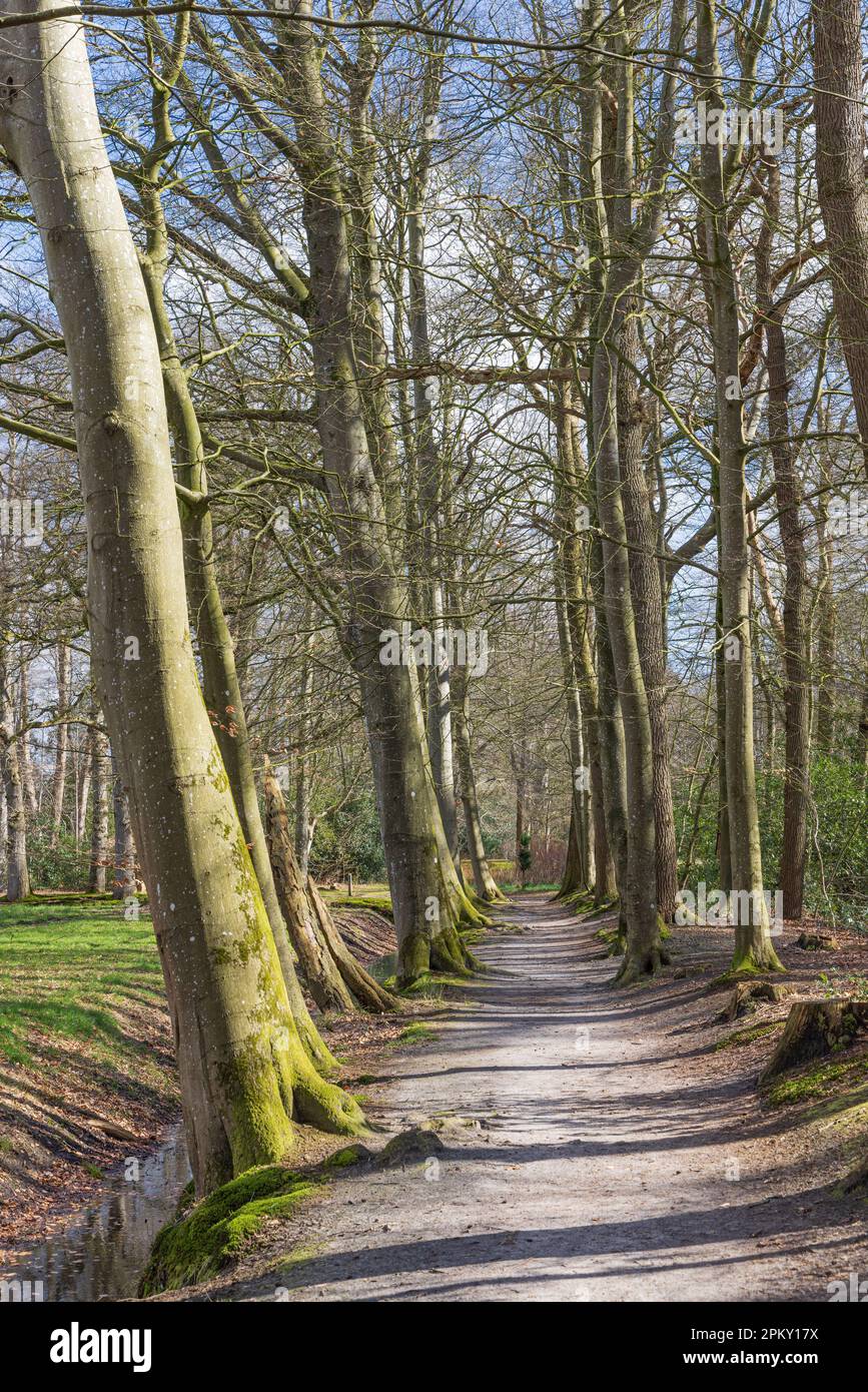 Sentier de randonnée en forêt entre les arbres du domaine de Braak dans ...