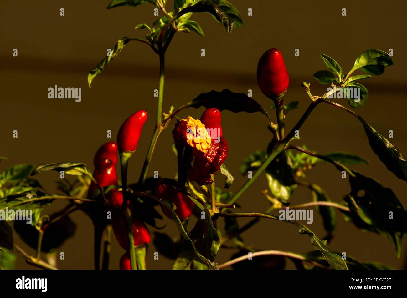 Piments rouges capsicum frutescens Banque de photographies et d’images ...