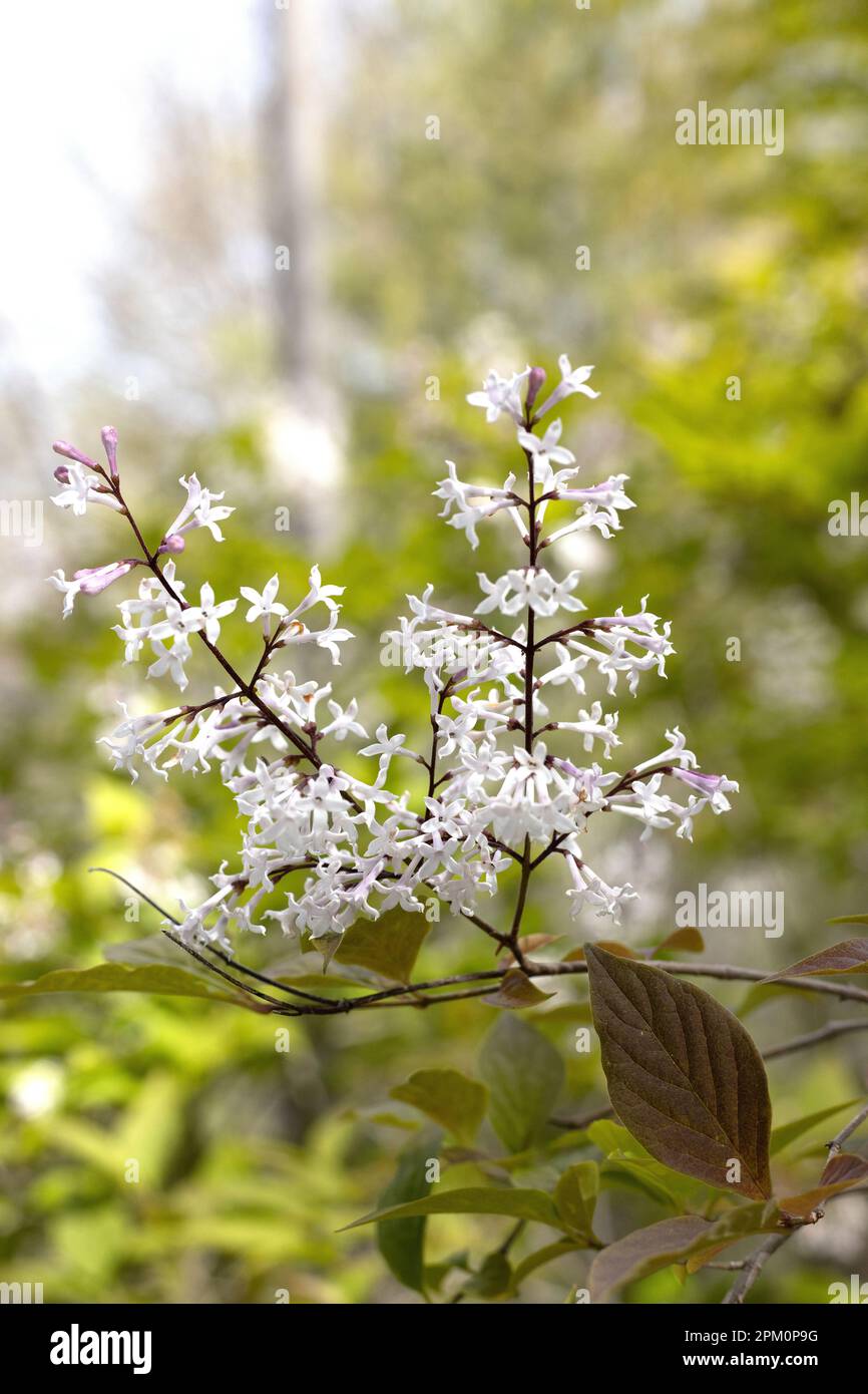 Petula petula flower Banque de photographies et d’images à haute ...