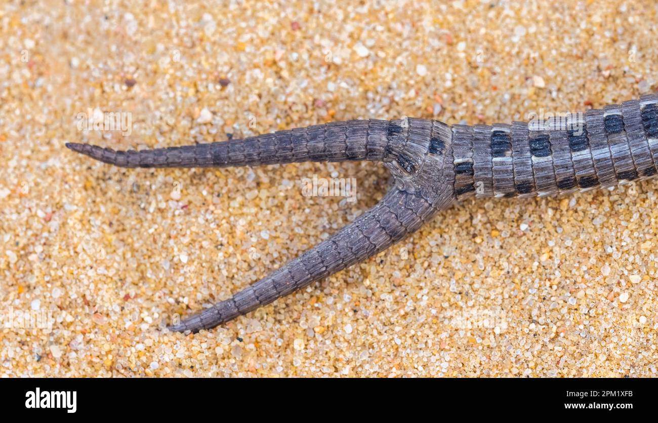 Lézard à deux queues Banque de photographies et d’images à haute ...