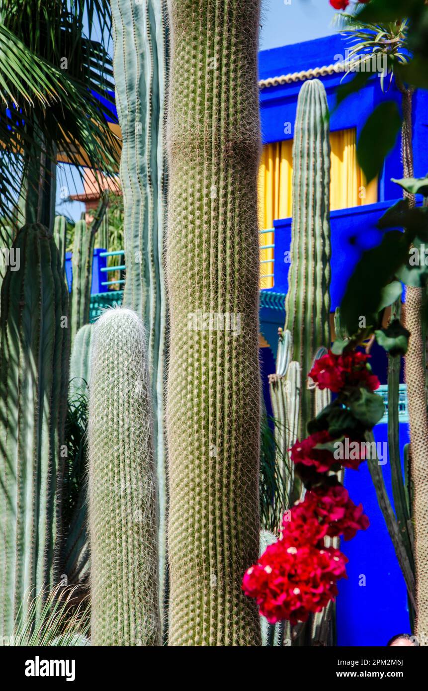 Plantes et éléments d'ameublement, architecture, couleurs vives, murs ...