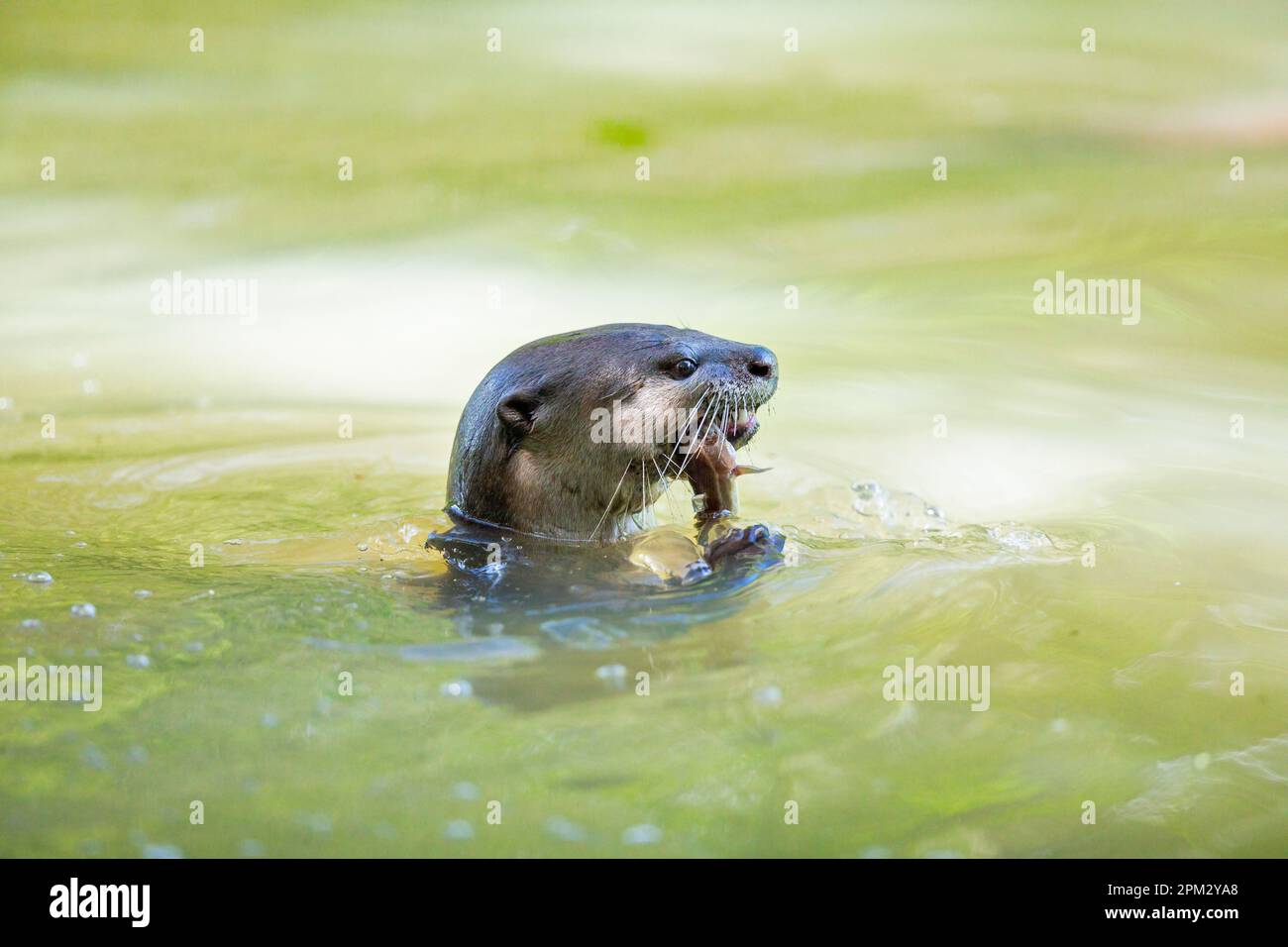 Loutres enrobés de douceur mangeant un petit poisson dans une rivière ...