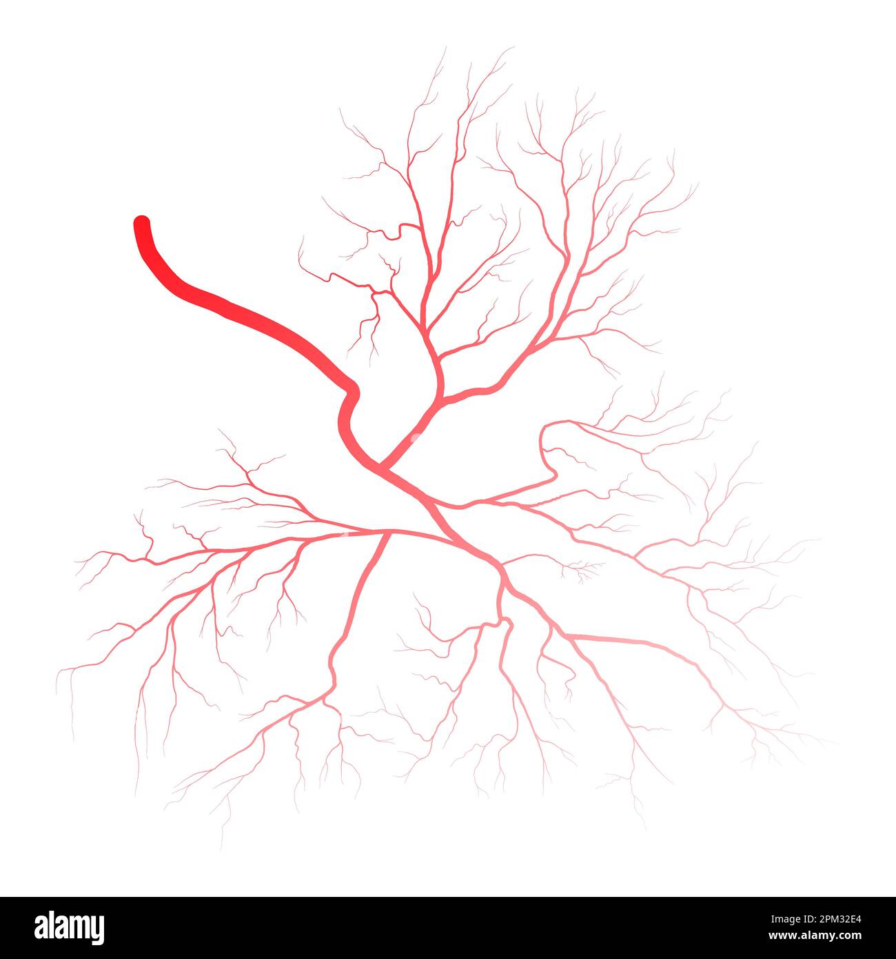 Yeux humains veines de sang vaisseaux silhouettes illustration ...