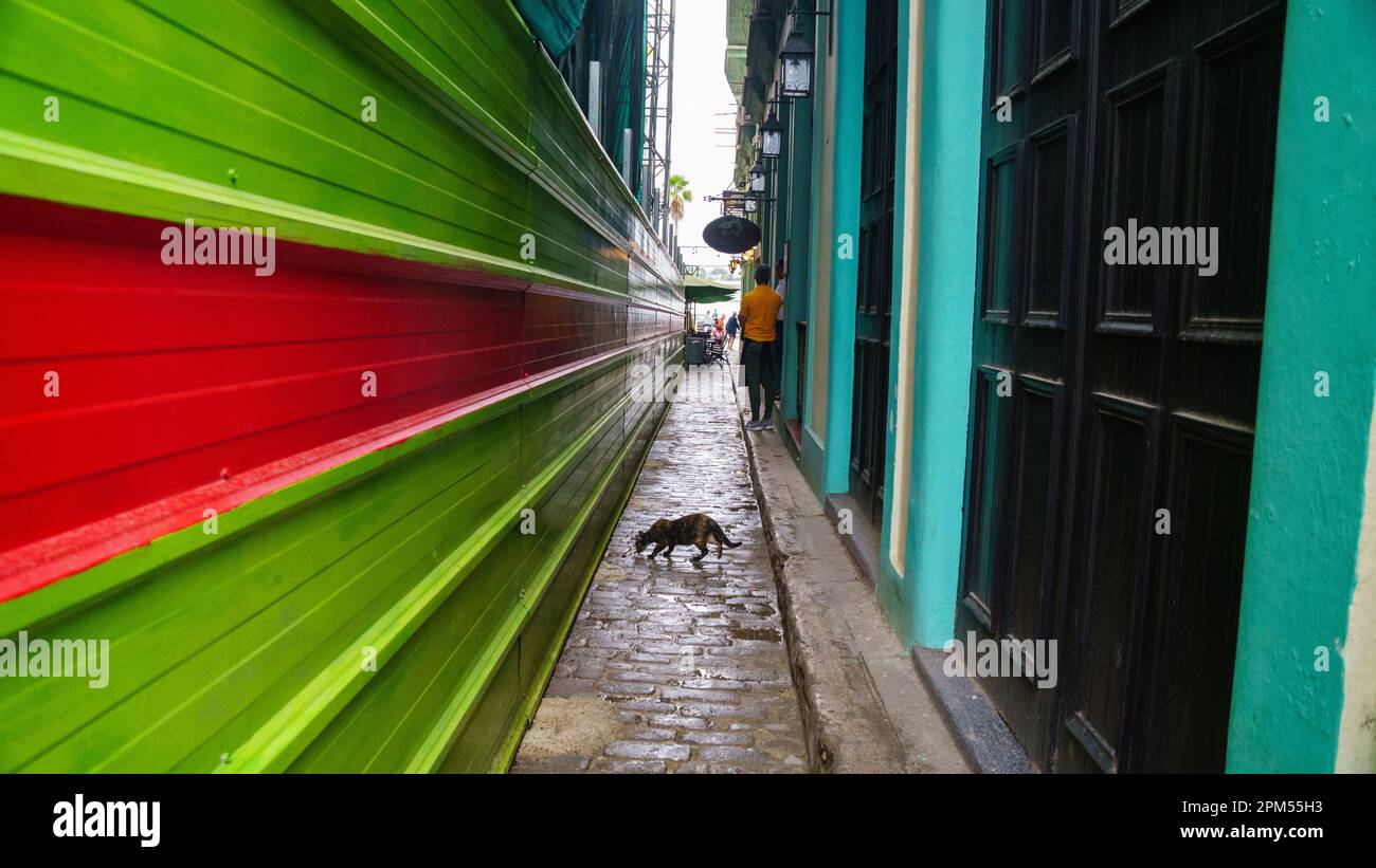 Chat de gouttière Banque de photographies et d’images à haute ...