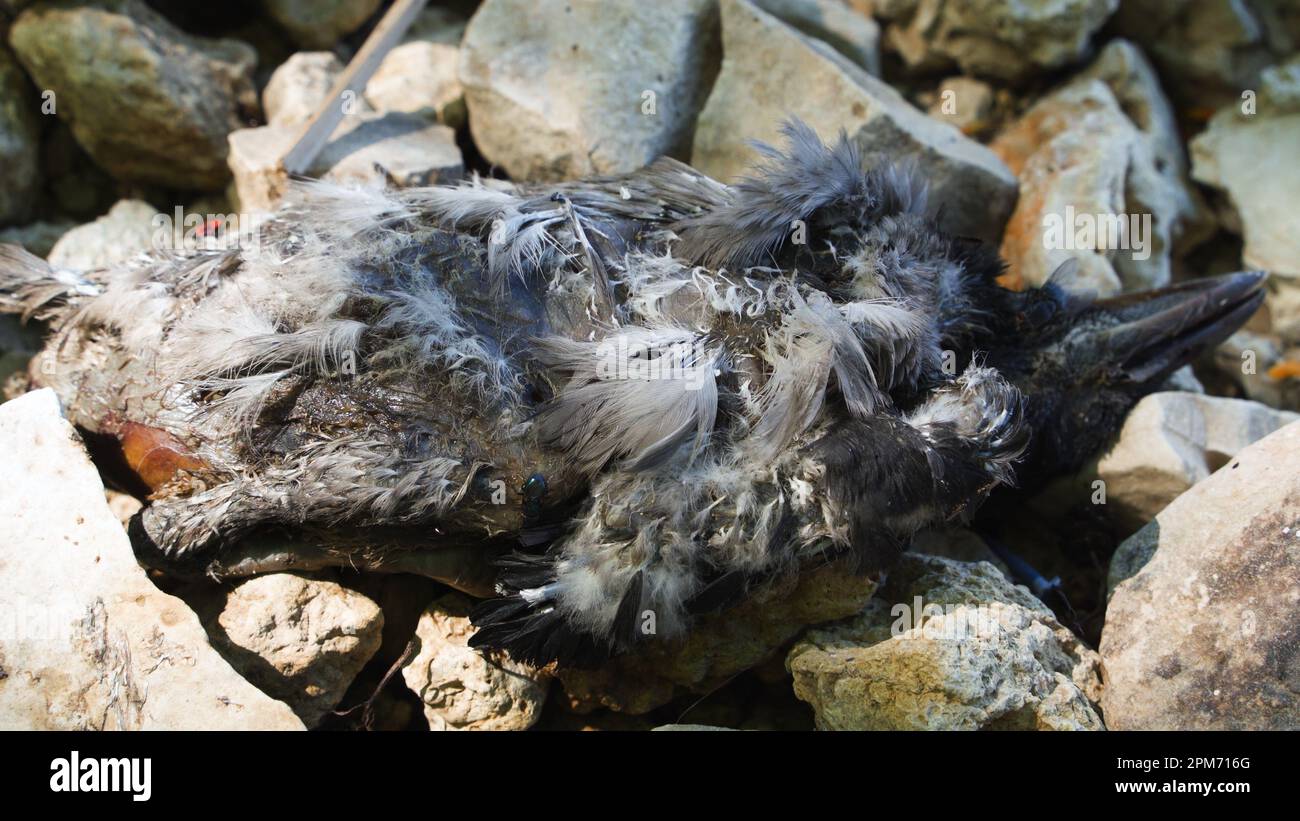 Gros plan d'insectes et de mouches rampant sur un oiseau mort. Victime ...