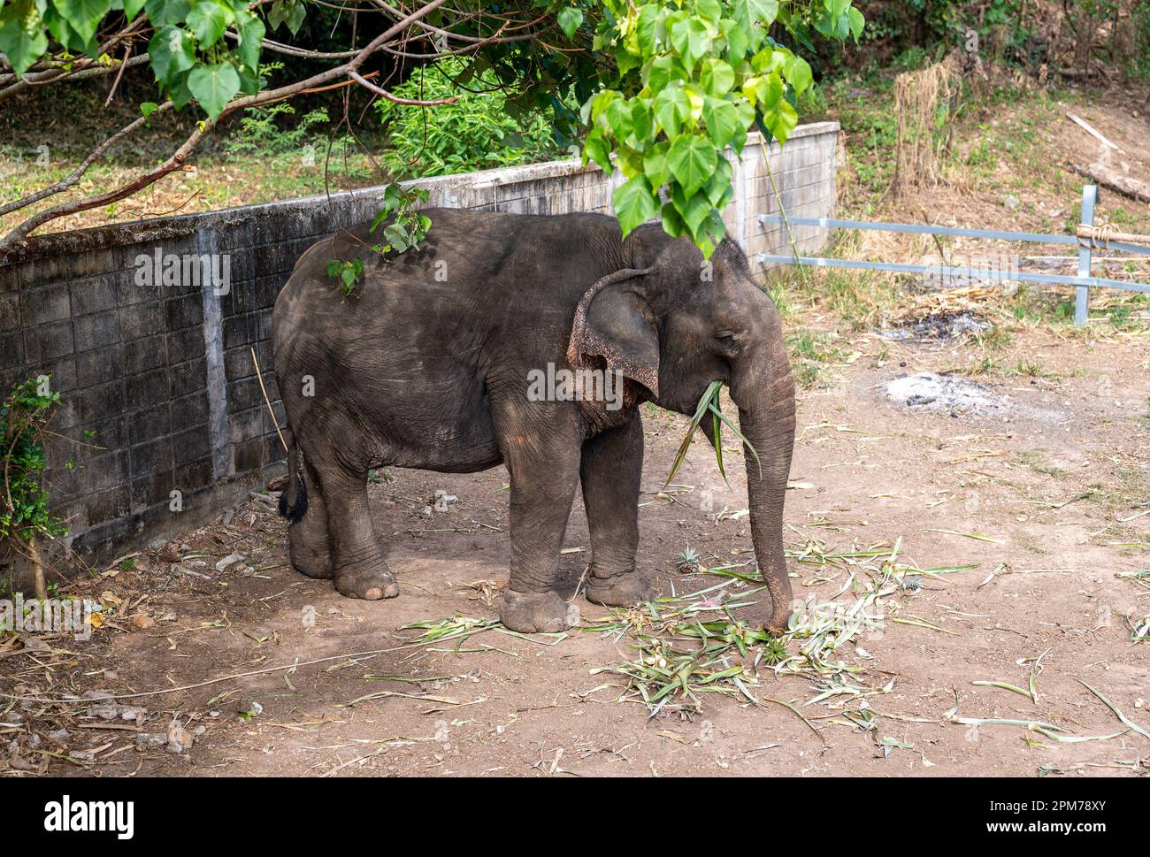 L'éléphant mange dans un enclos à l'orphelinat Elephant. éléphant ...