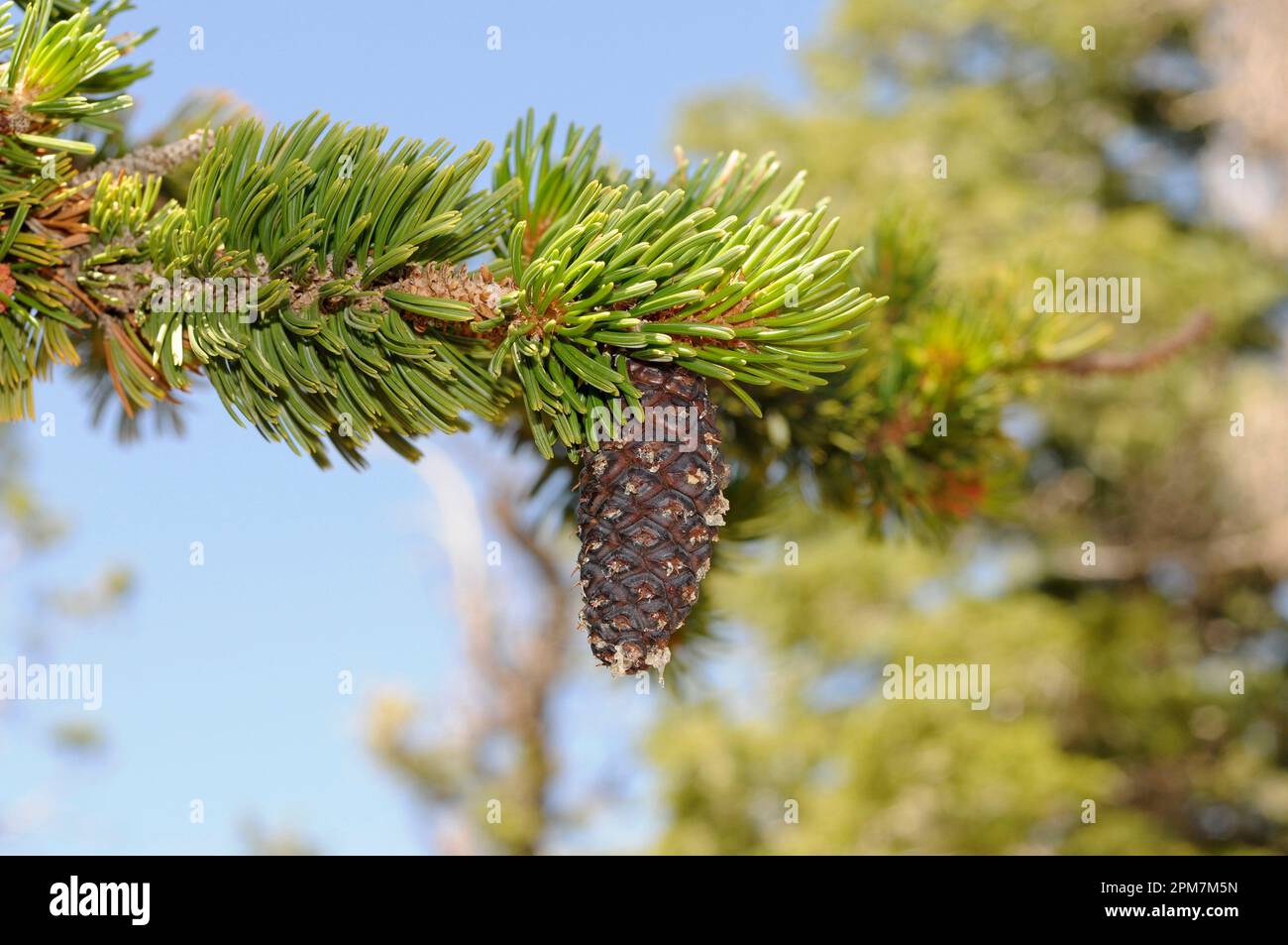 Le pin de Bristlecone du grand bassin (Pinus longaeva) est un arbre à ...