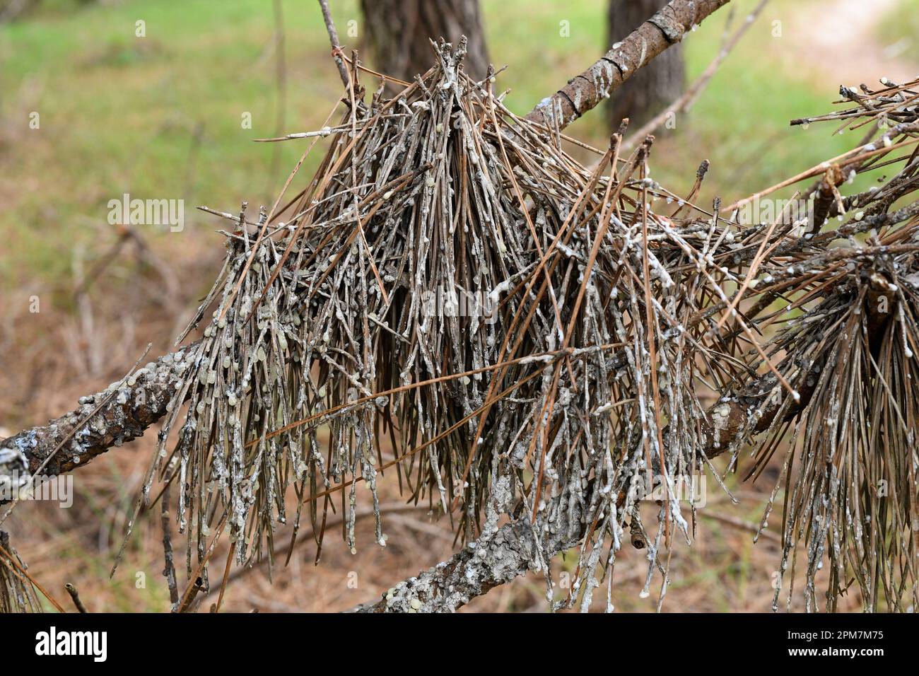 Le pin maritime (Pinus pinaster) est un arbre à feuilles persistantes ...