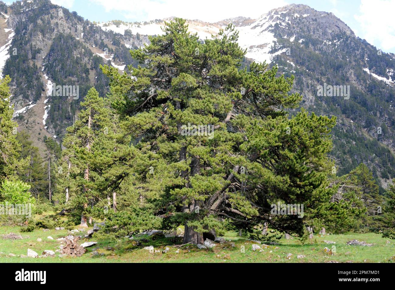Pinus mugo tree Banque de photographies et d’images à haute résolution ...