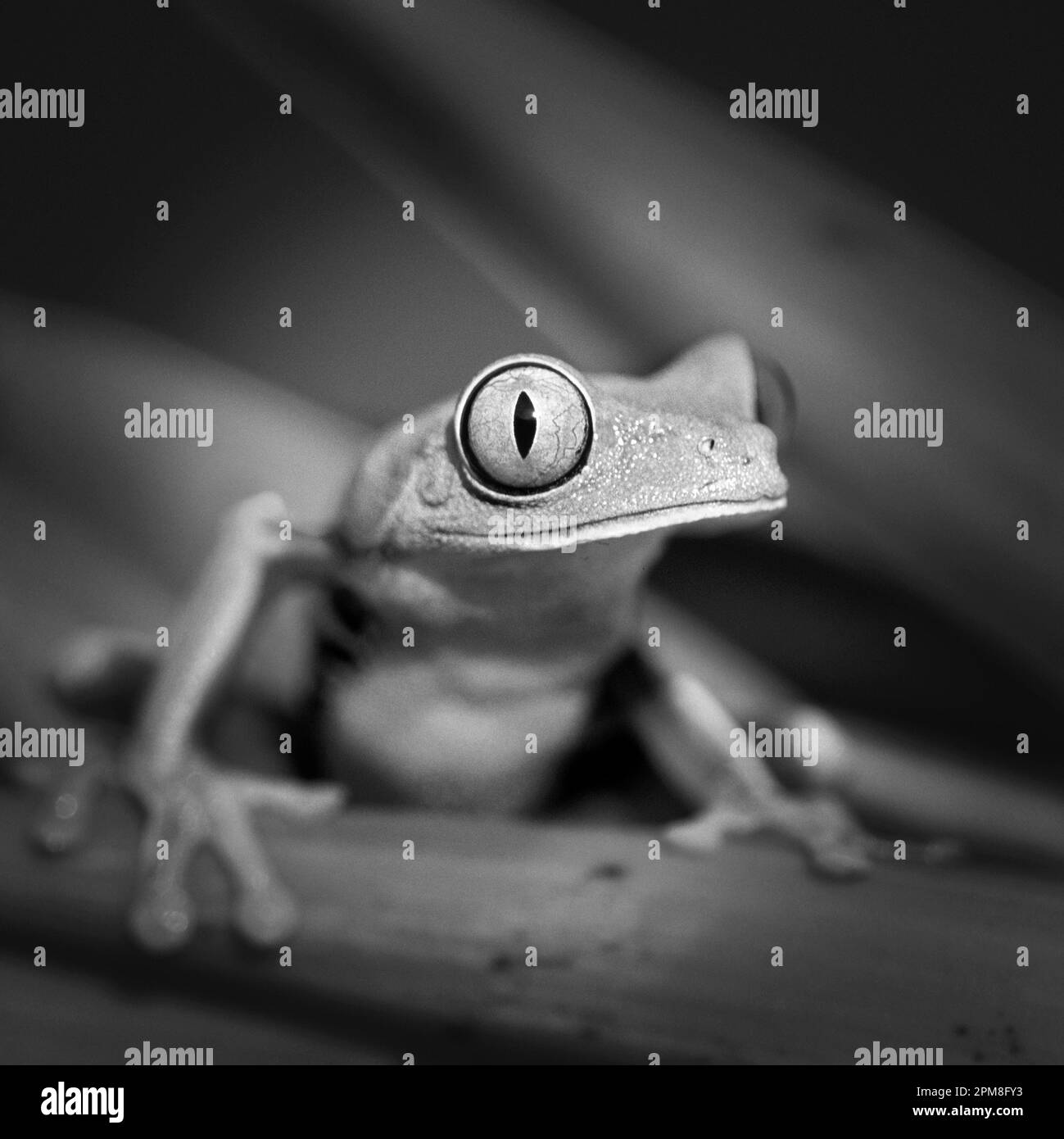 Grenouille rouge et noire Banque d'images noir et blanc - Alamy