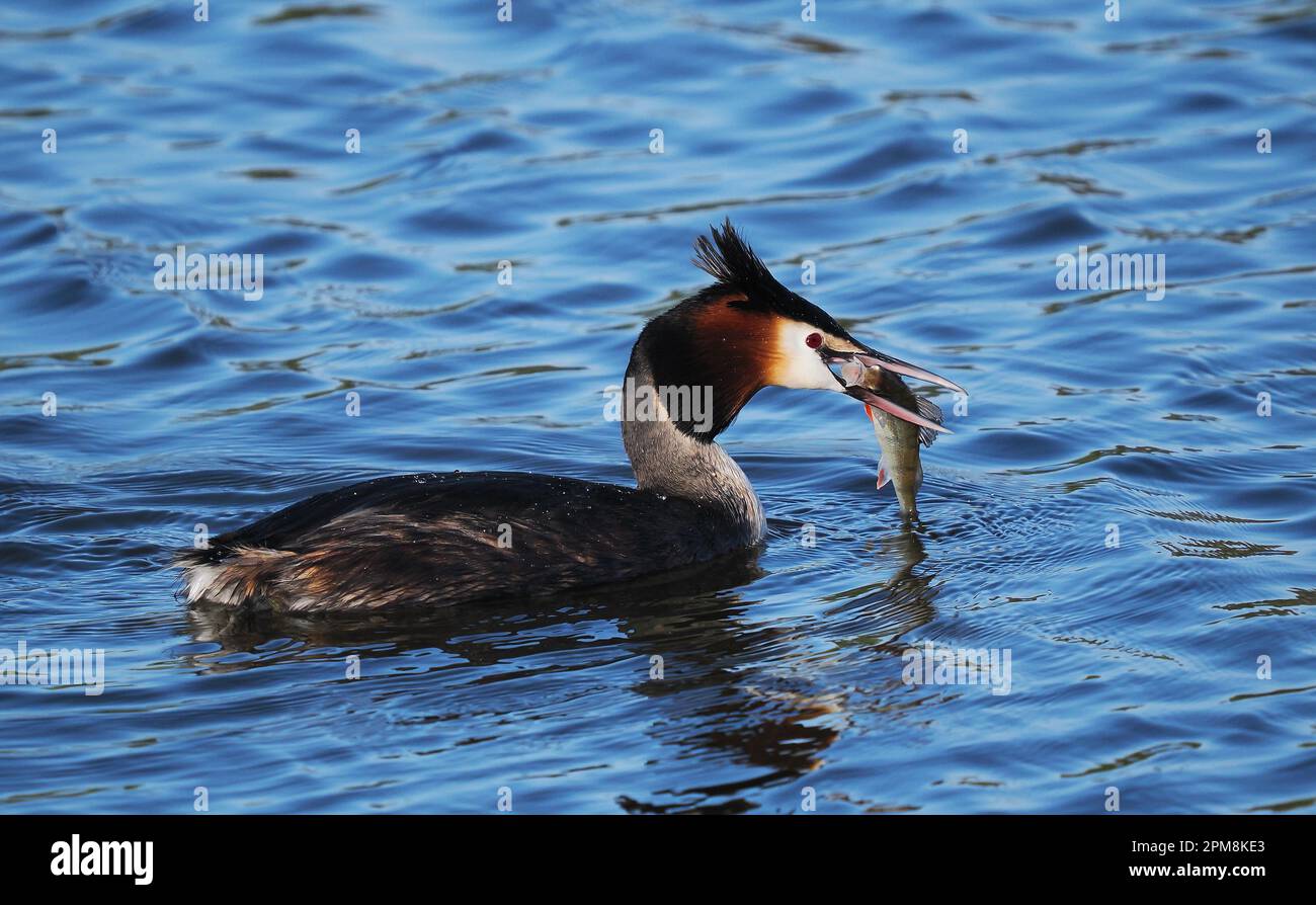 Le plumage nuptial comprend un bec rose Banque de photographies et d ...