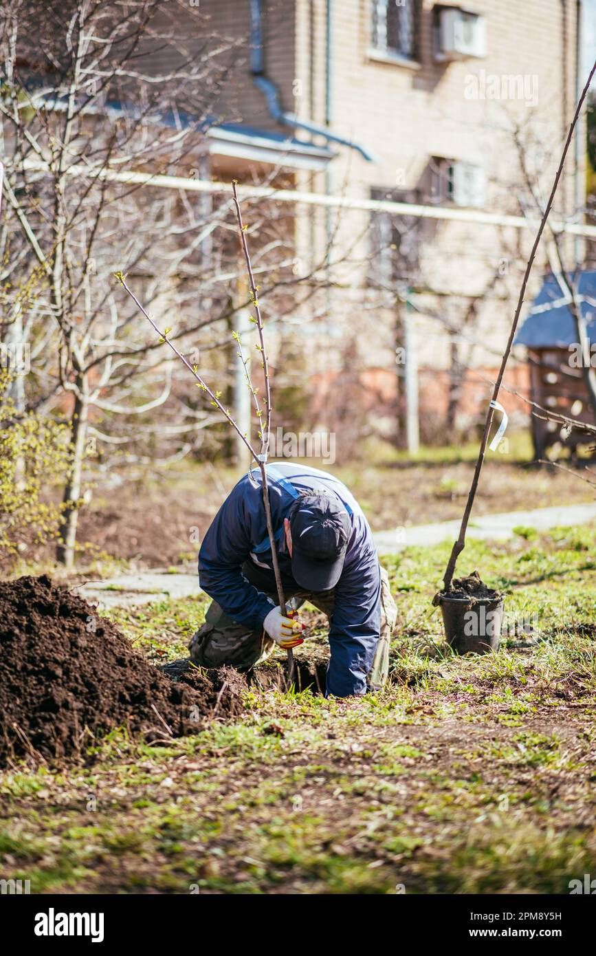 Un homme plante un jeune arbre fruitier dans le village. L'agriculteur ...