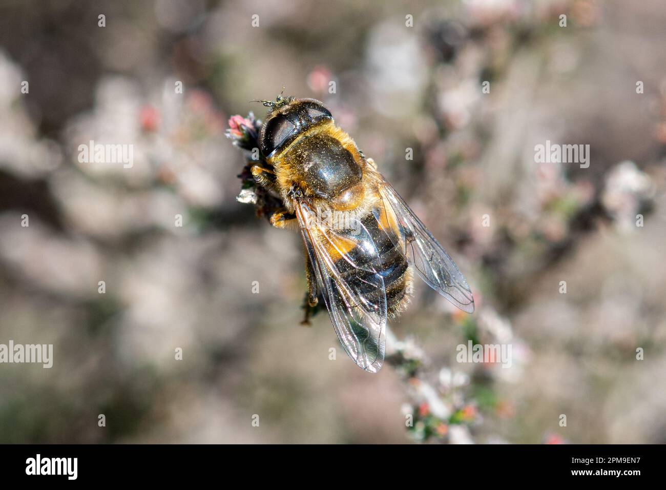 Mouche commune de drone, Eristalis tenax, une espèce de mouche ...