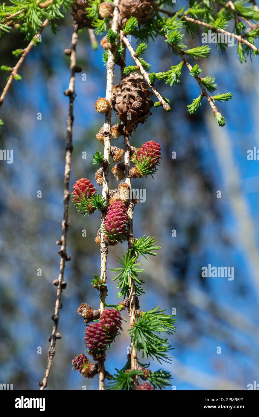 Reproductive cone Banque de photographies et d’images à haute ...