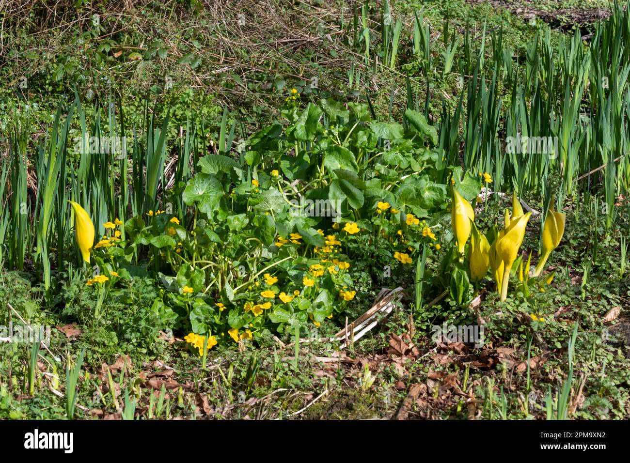 Lysichiton americanus (chou-mouffette américain) qui pousse dans un ...