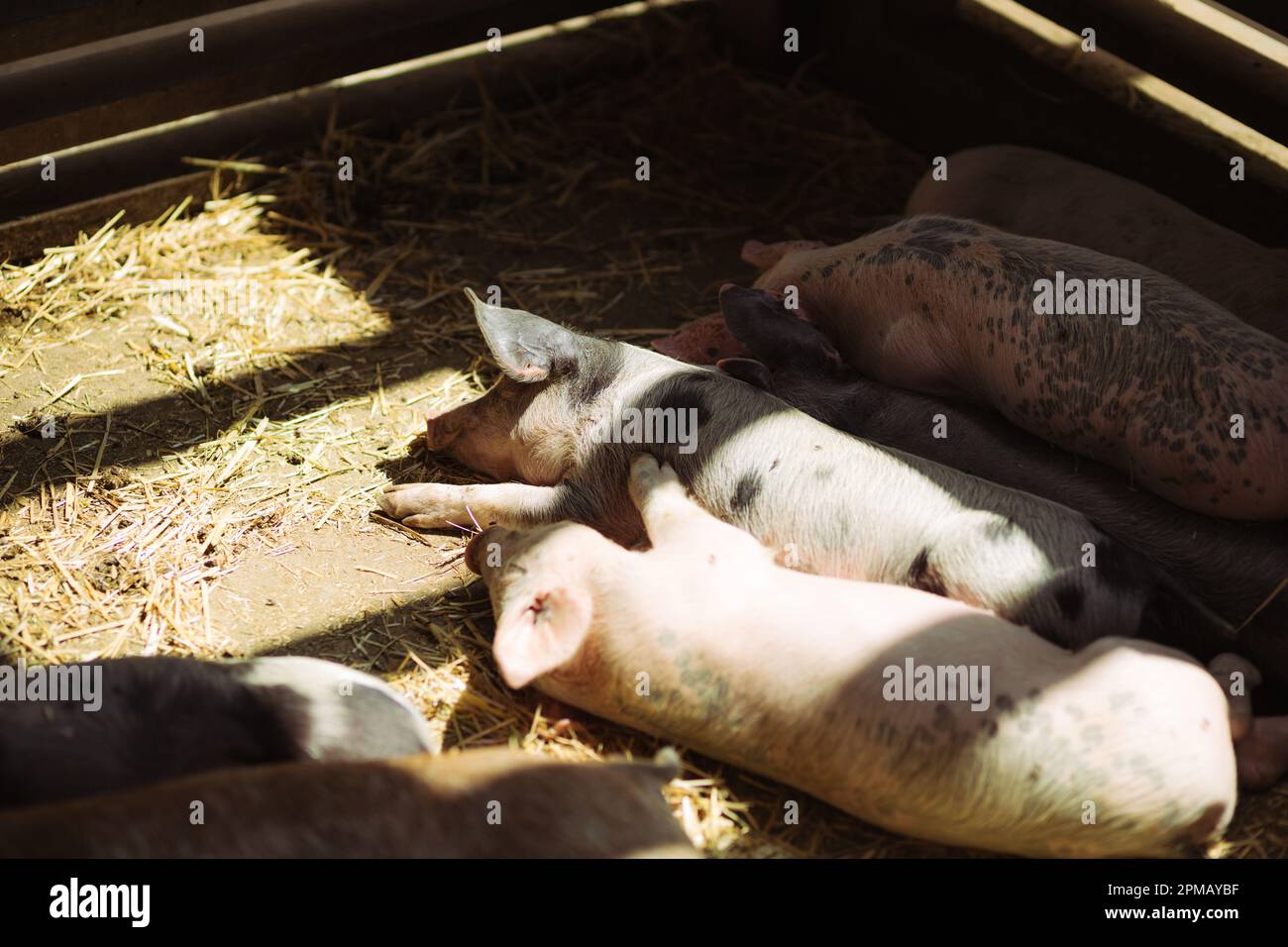 Portrait d'un groupe de porcs sur la ferme couché en dormant. Journée ...