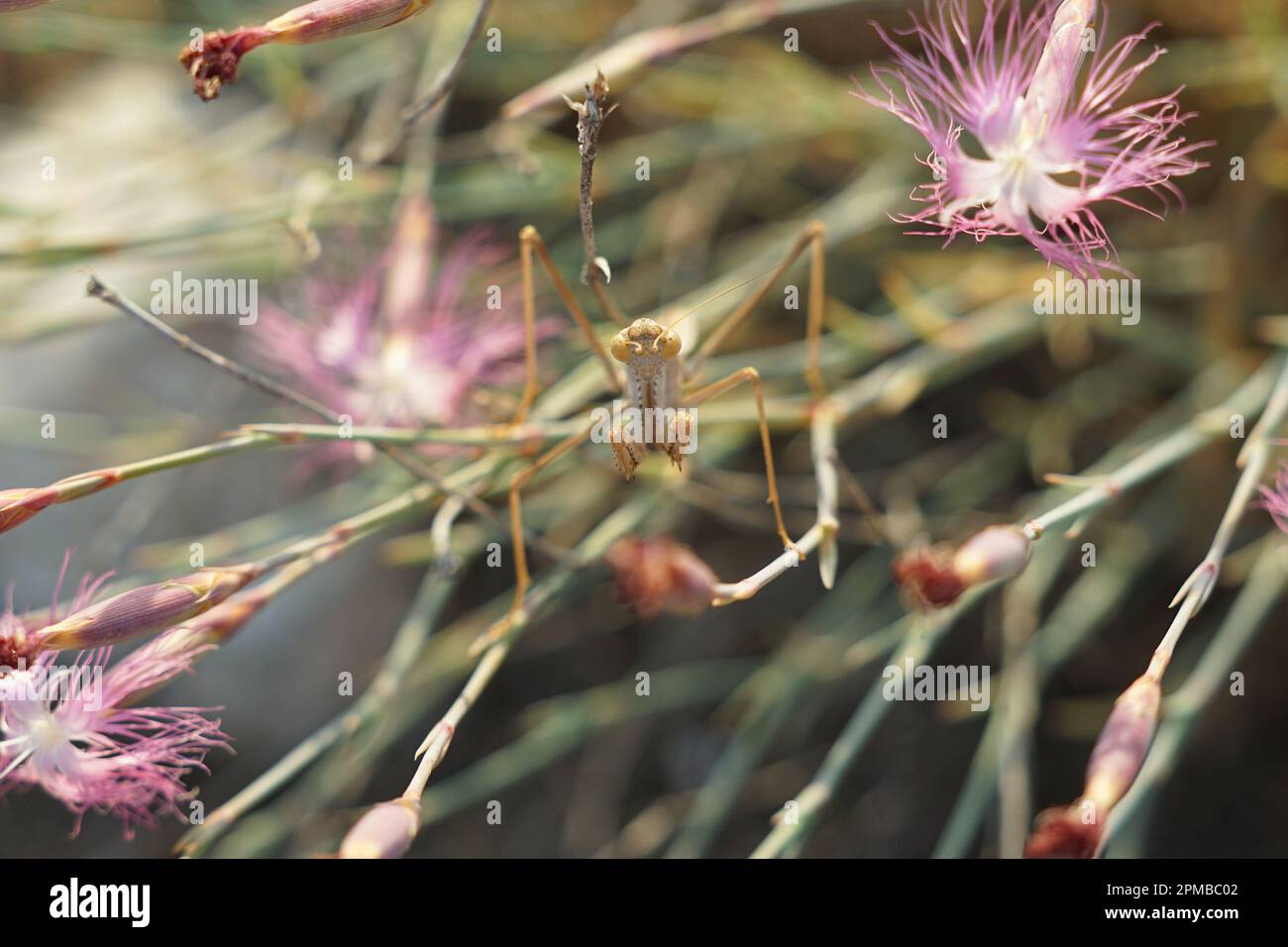 Praying mantises Banque de photographies et d’images à haute résolution ...