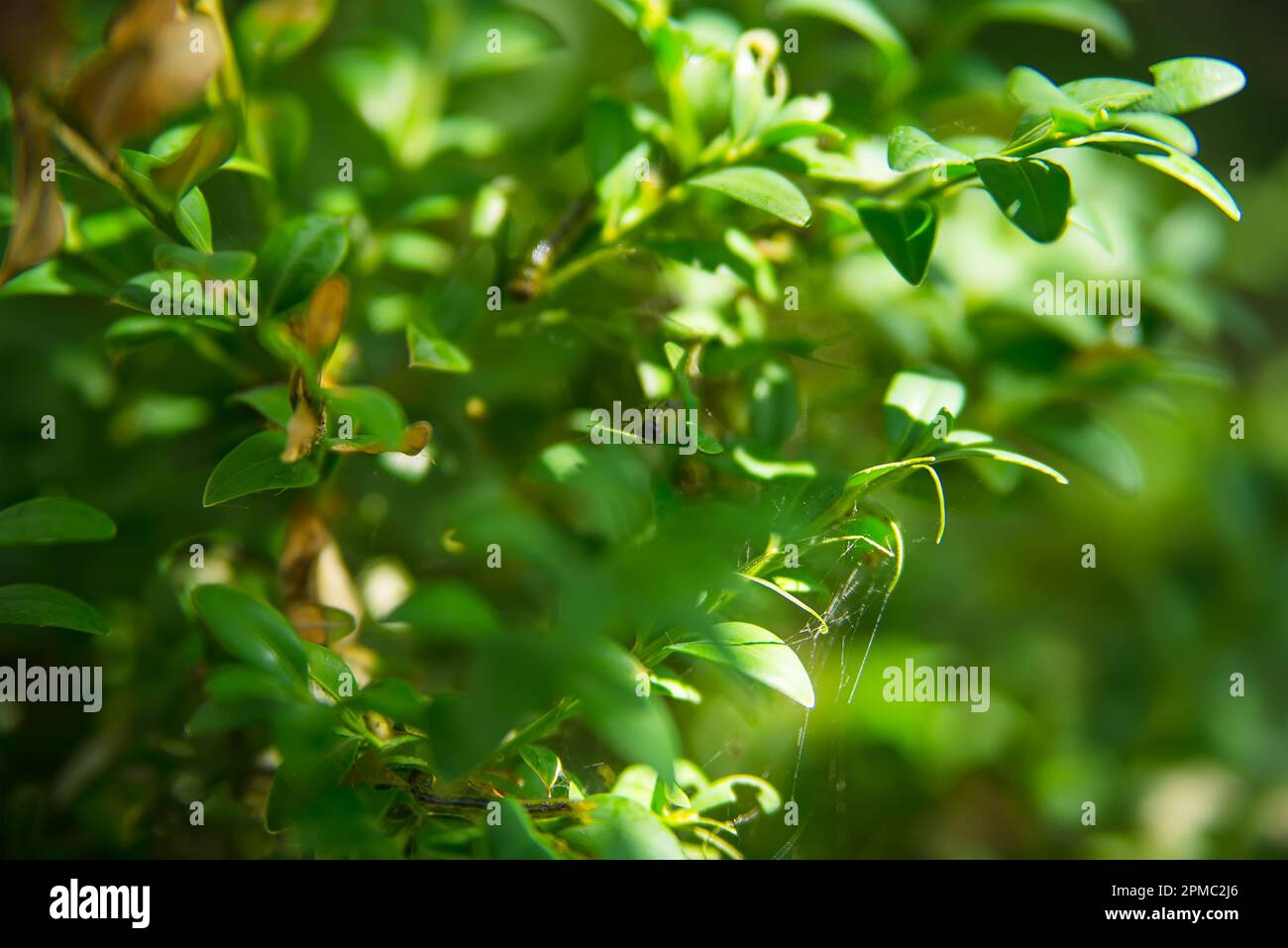 Gros plan de la chenille de l'arbre caout, cydalima perspectalis sur le ...