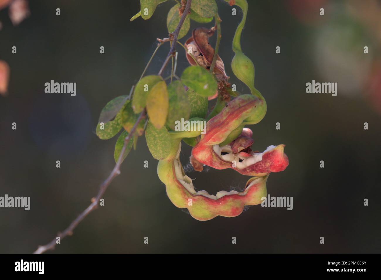 Détail du fruit guamúchil ou de la dulce de Pithecellobium, du Nahuatl ...