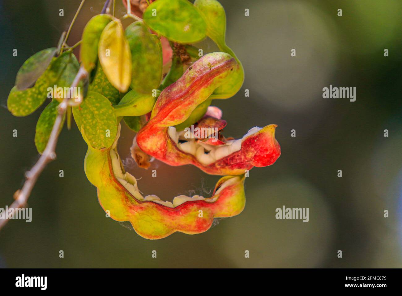 Détail du fruit guamúchil ou de la dulce de Pithecellobium, du Nahuatl ...