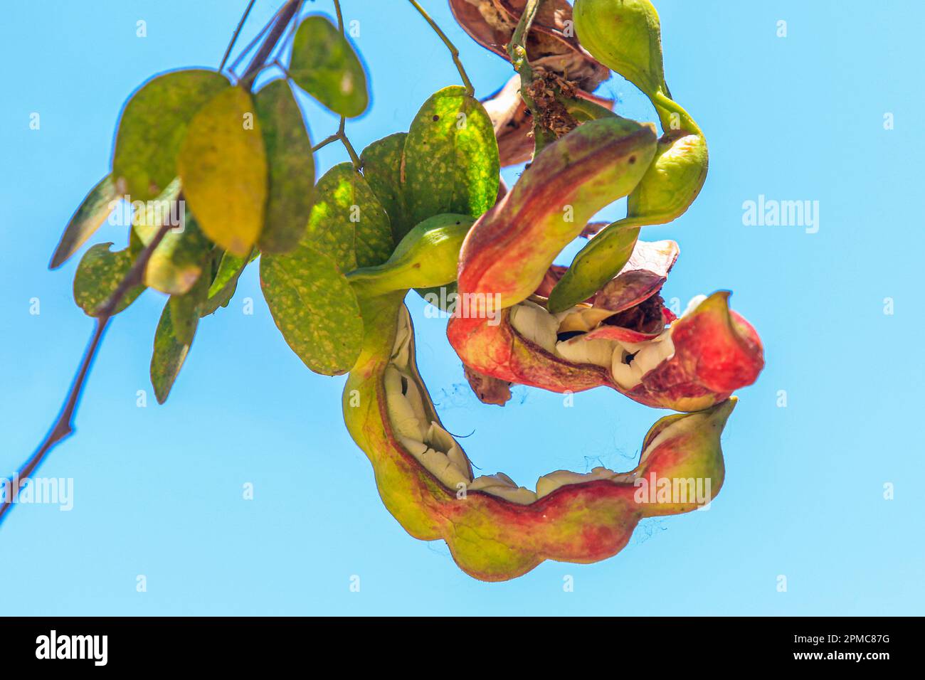 Détail du fruit guamúchil ou de la dulce de Pithecellobium, du Nahuatl ...