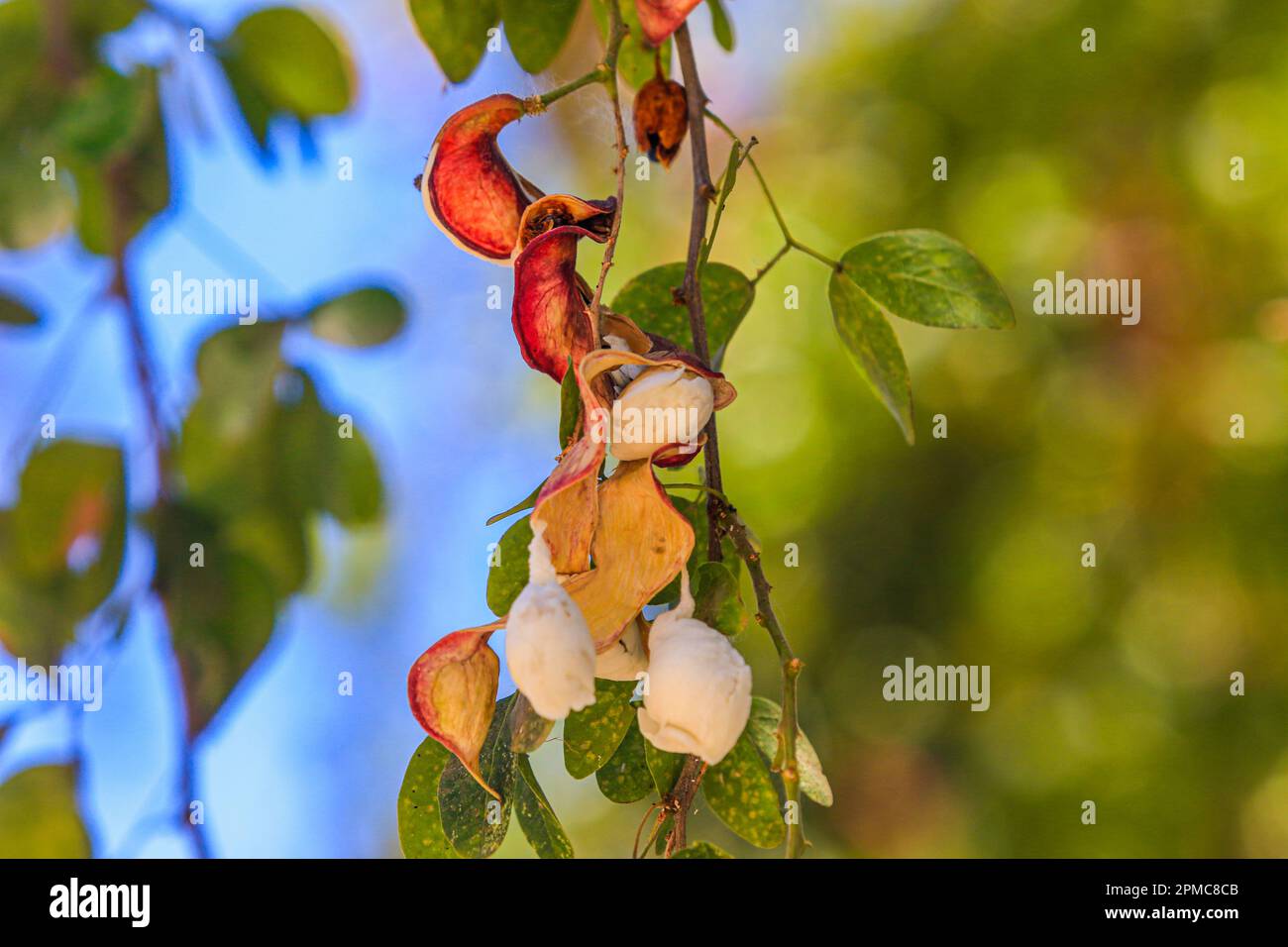 Détail du fruit guamúchil ou de la dulce de Pithecellobium, du Nahuatl ...