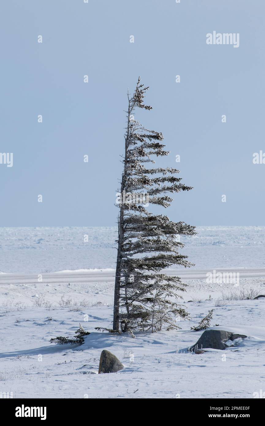 Drapeau dans l'arbre Banque de photographies et d’images à haute ...